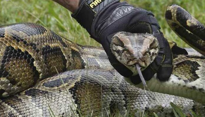 Python Caught Under The Wheel Of Car Viral Video | Social Media