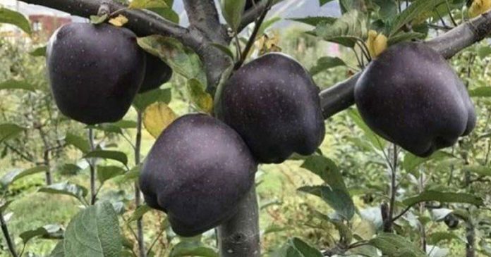 Black Diamond Apple Price In India | Black Apple Fruit Price