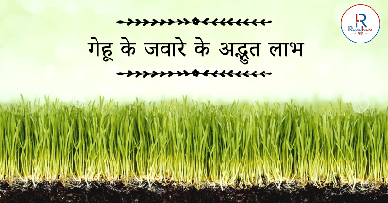 Gehu ke Jaware ke Fayde: गेहूं के जवारे के फायदे और नुकसान