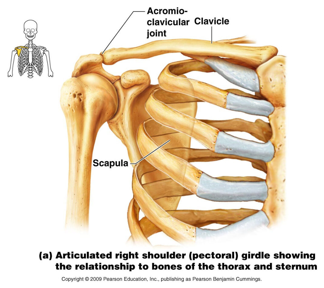 Types Of Bones In Hindi Bones Kitne Prakar Ke Hote Hain 206 Bones