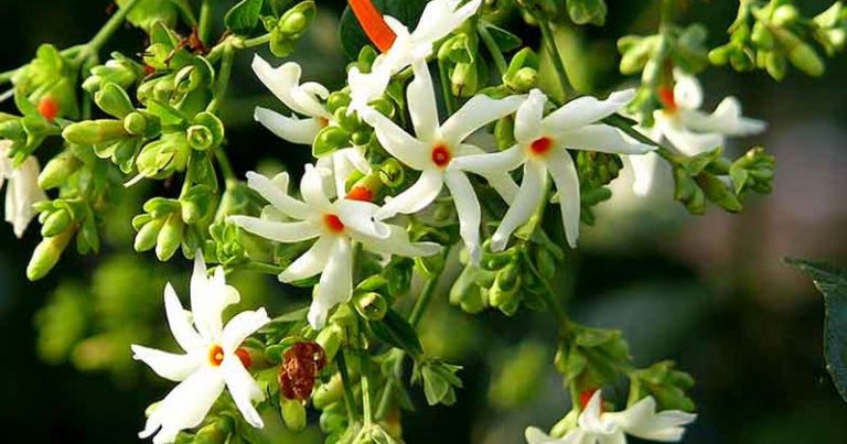 Harsingar ke Patte ke Fayde | Harsingar ke Beej ke Fayde