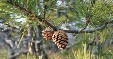 Pine Tree In Hindi | Chid Ka Ped | Benefits of Pine Tree In Hindi