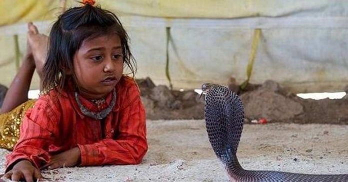 Shetphal Village Maharashtra | India | Snake Village