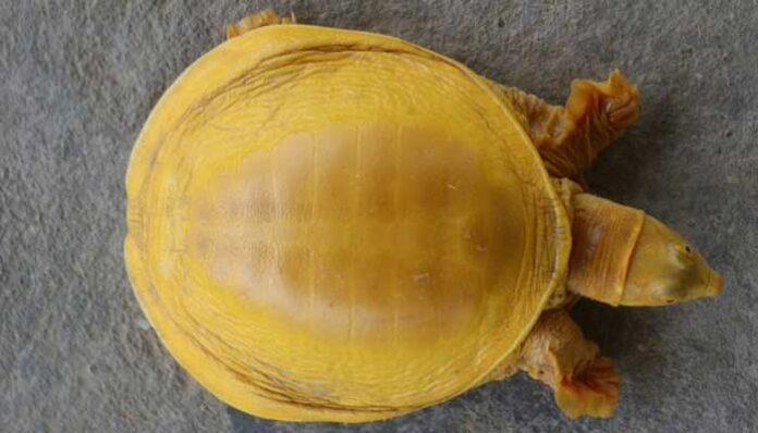 Rare Golden Turtle Found In Nepal Now Hailed Incarnation Of Lord Vishnu