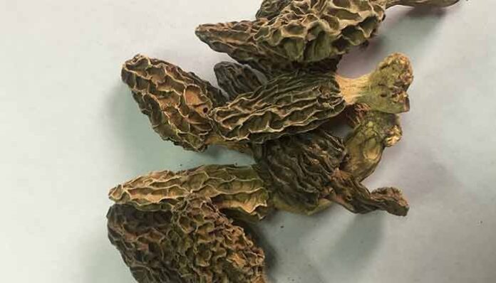 RS 30,000 Per KG Gucchi Expensive Vegetable In India