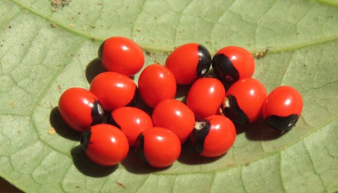 Ratti Seeds | Ratti Seeds Benefits | Use Of Rosary Pea | Gunja Seeds