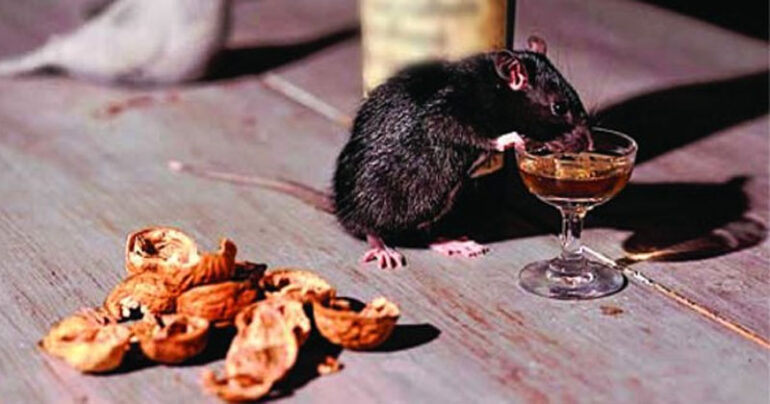 Rats Drank Alcohol In Haryana | Haryana News In Hindi | Haryana Police
