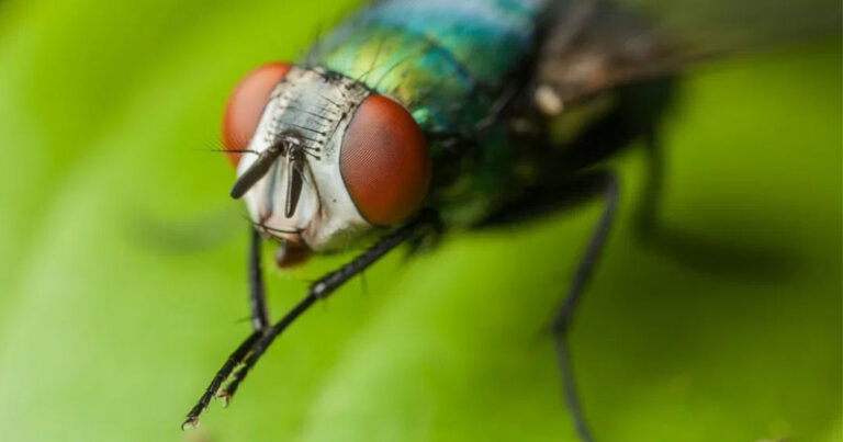 Why Housefly Rub Their Hands In Hindi | Makkhi apne hath kyon milati hai