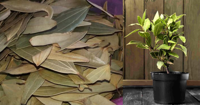How To Grow Tej Patta Plant At Home In Hindi | Bay Leaf Plants | Laurel