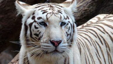 Mohan White Tiger Story In Hindi | Indian White Tiger History