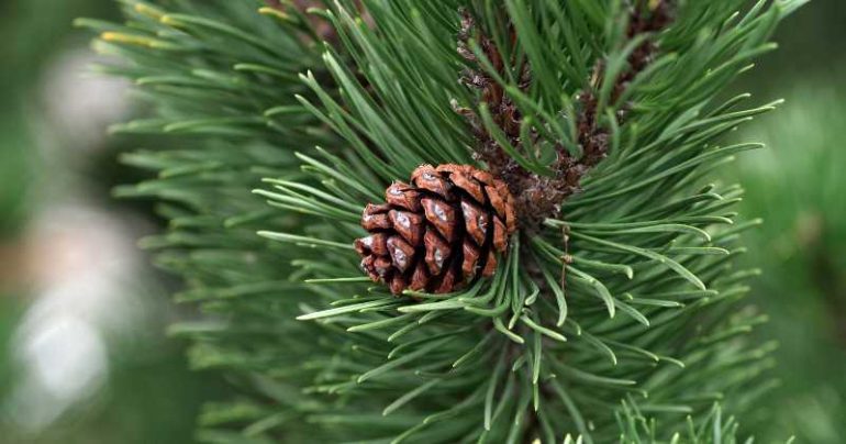 Pine Tree In Hindi | Chid Ka Ped | Benefits of Pine Tree In Hindi